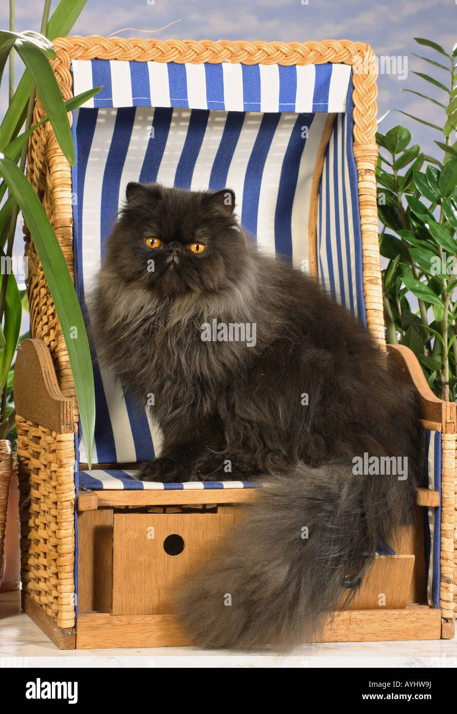 Cat beach chair hi-res stock photography and images - Alamy