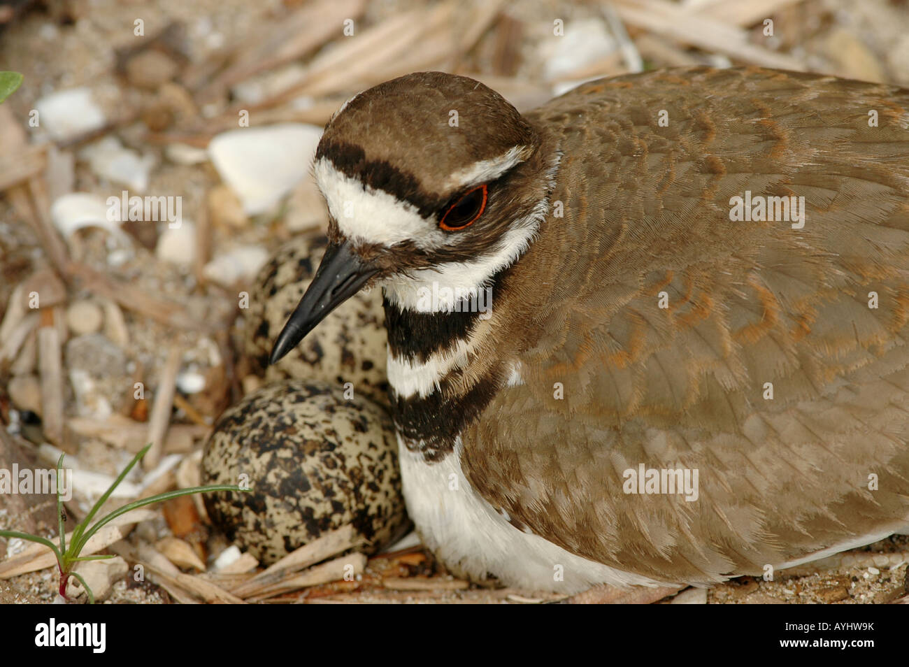 Killdeer eggs hi-res stock photography and images - Alamy