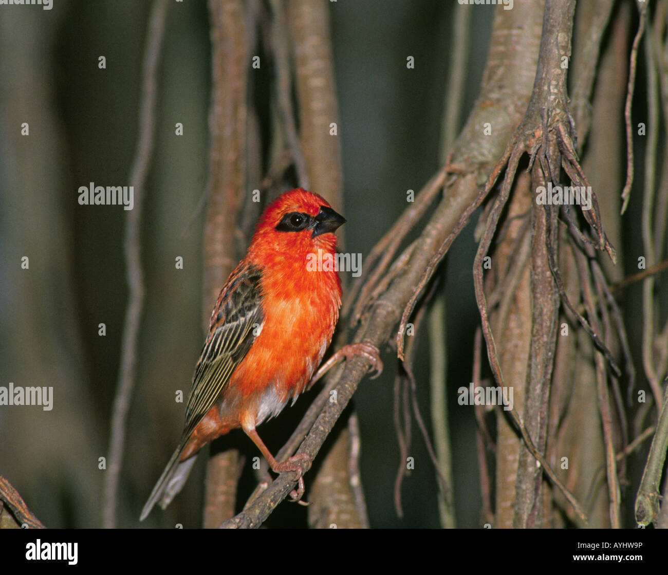 A Red Fody, Foudia madagascariensis, Seychelle islands, Indian Ocean ...