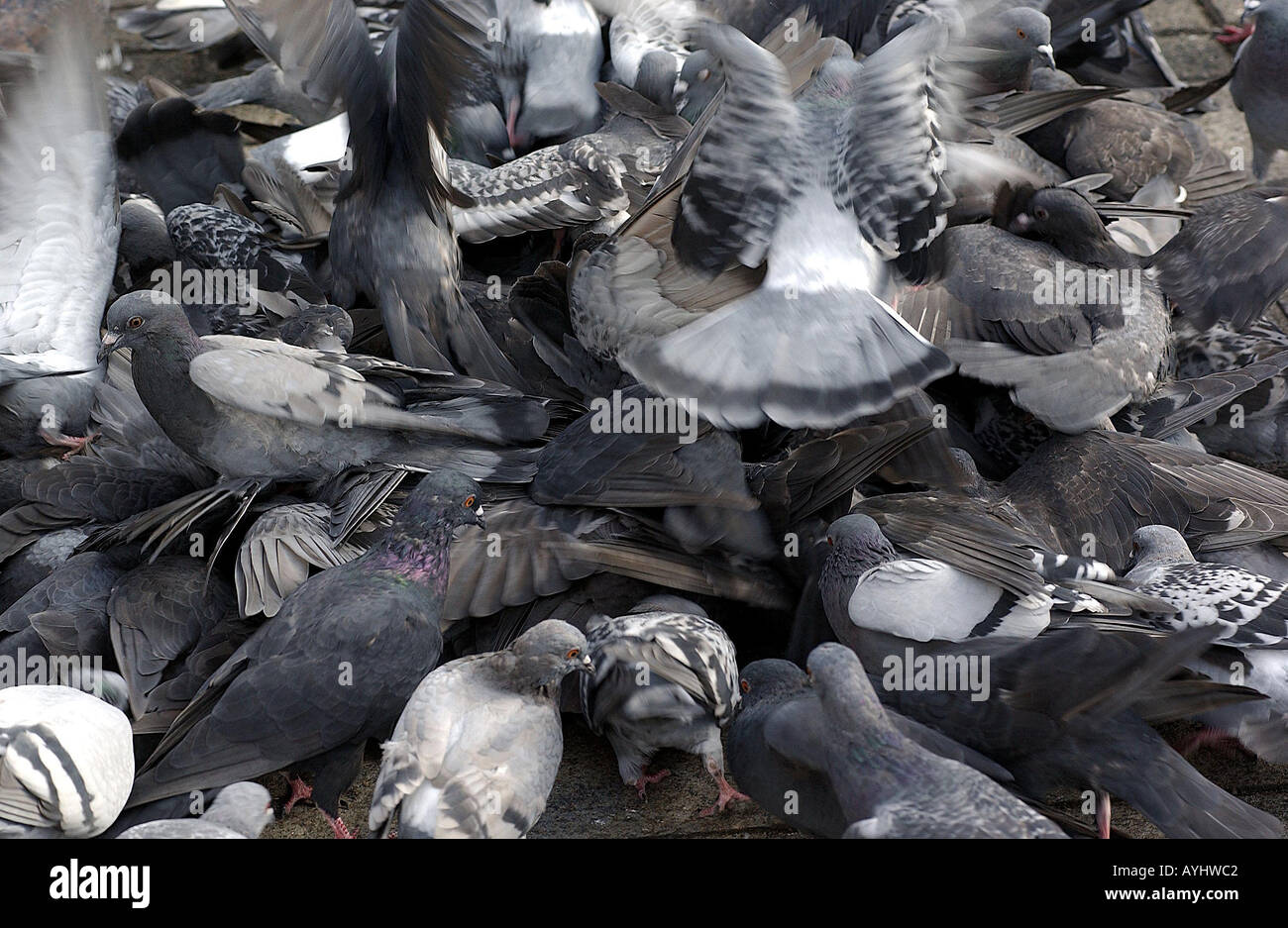 Tauben landen hi-res stock photography and images - Alamy