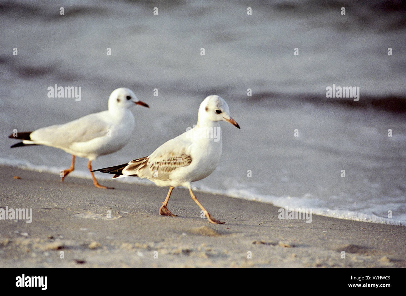 Moewen hi-res stock photography and images - Alamy