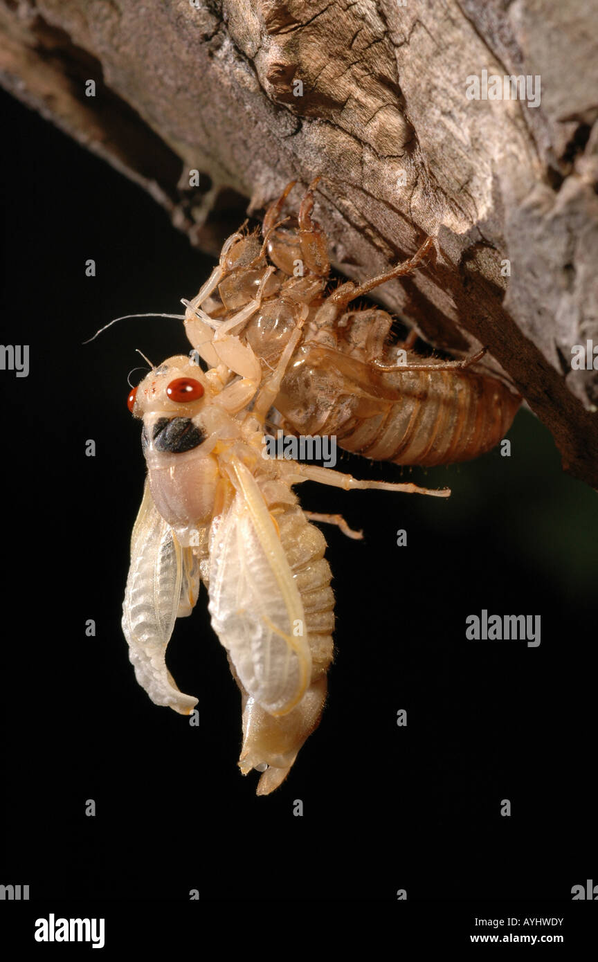 periodical cicada emerging Metamorphosis Stock Photo - Alamy