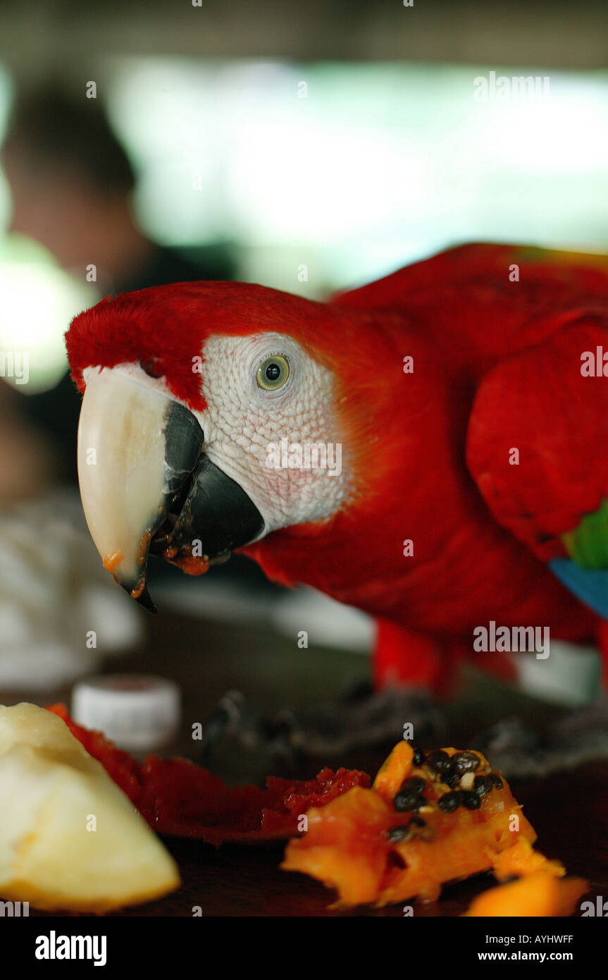 Zahmer Hellroter Ara Amazonas Stock Photo - Alamy