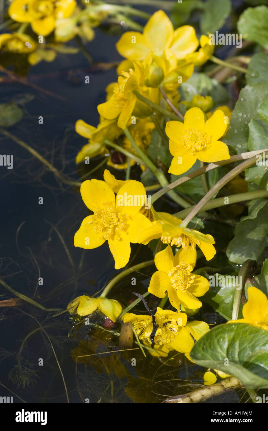 Yellow flowering marsh marigold, caltha palustris, plant at the edge of ...