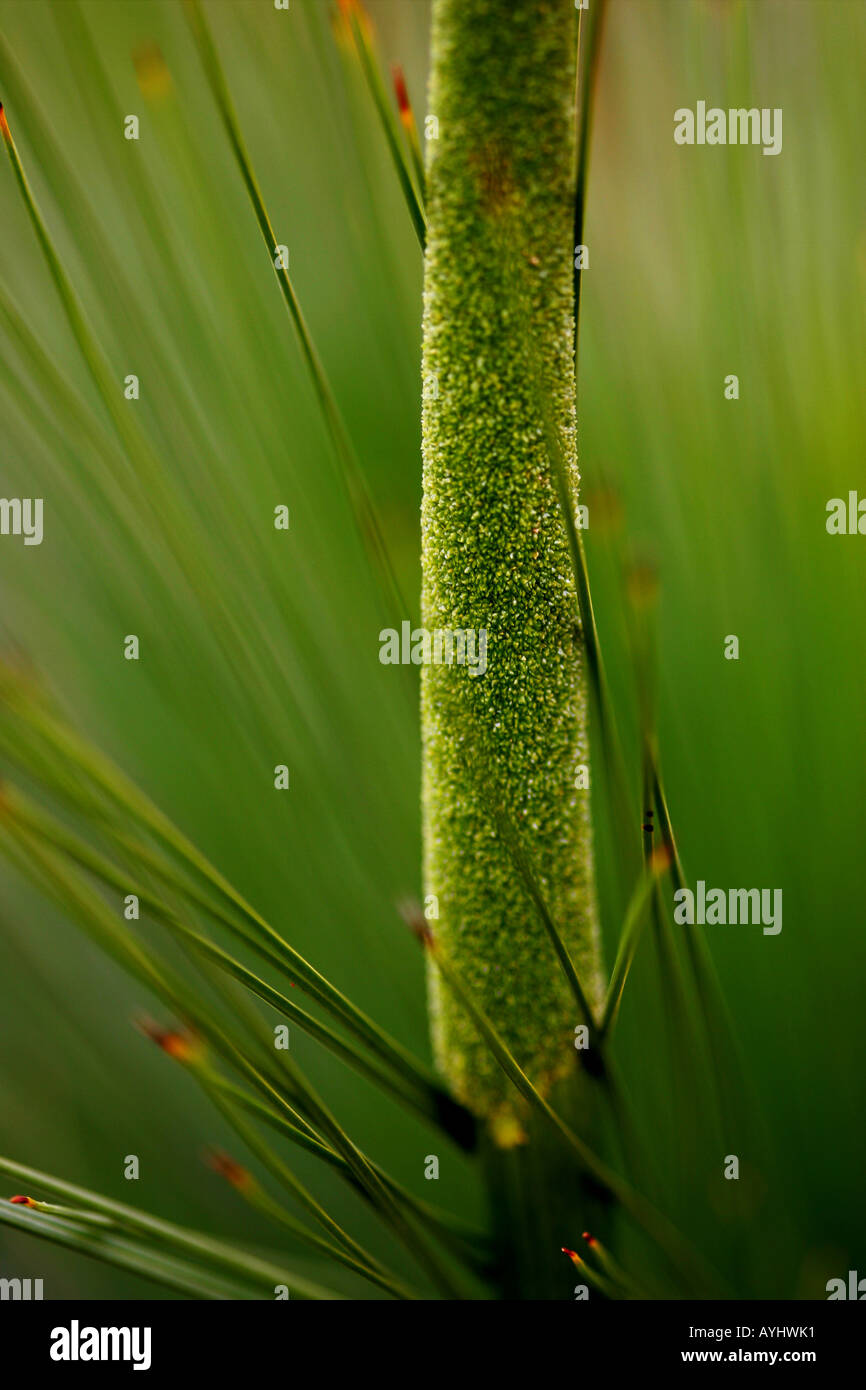 Australian Grass Tree Stock Photo - Alamy