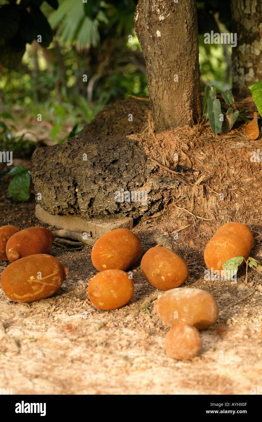 Exotic fruechte hi-res stock photography and images - Alamy