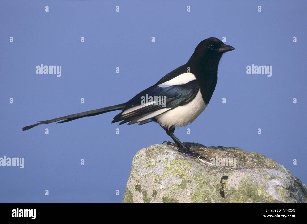 magpie Pica pica portrait Stock Photo - Alamy