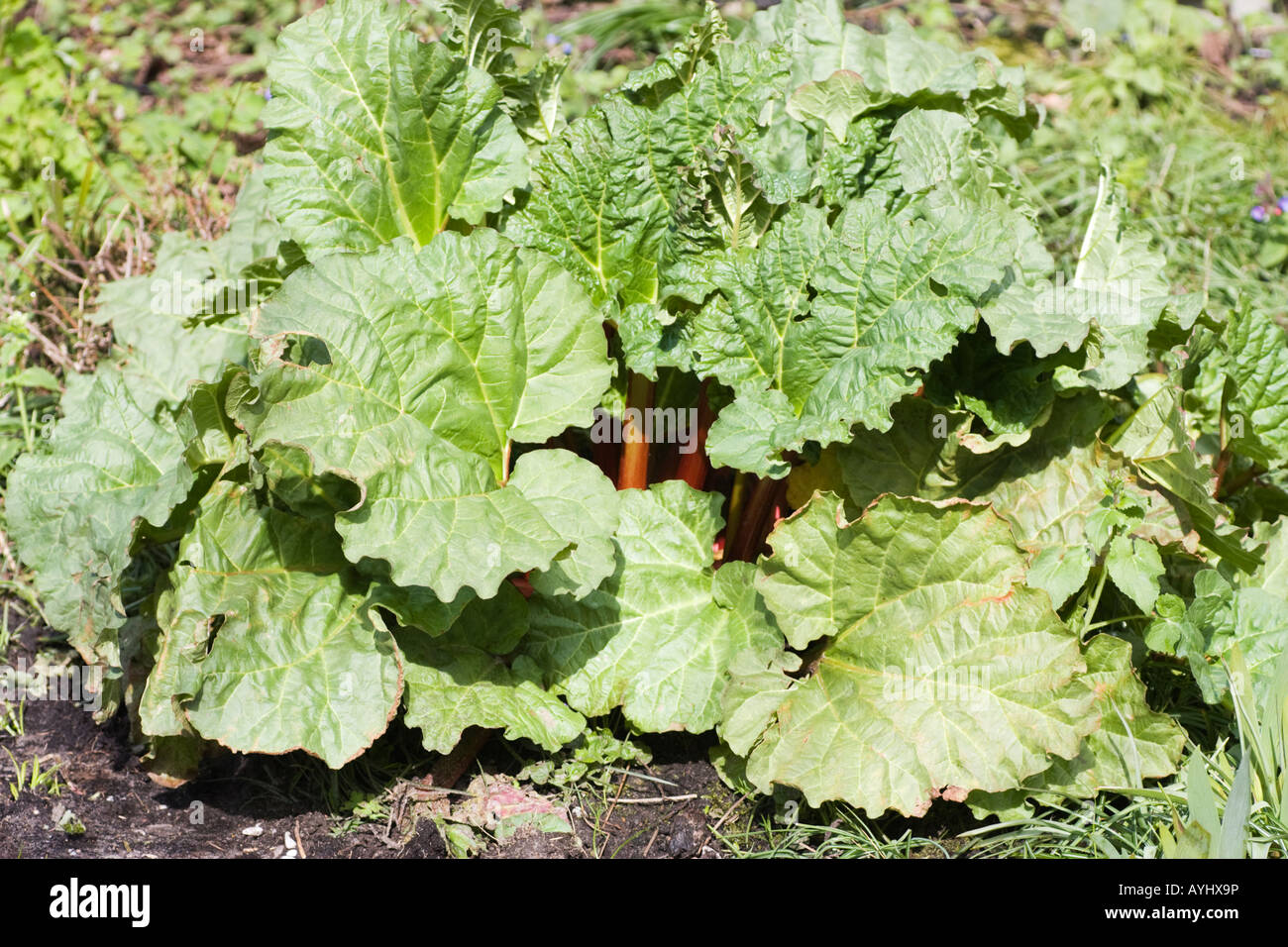 Rhubarb, Rheum rhabarbarum or Rheum x hybridum, plant. Green leaves and ...