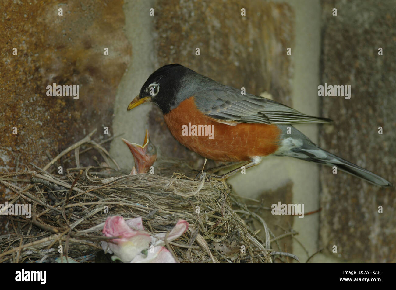 american robin nest Stock Photo - Alamy
