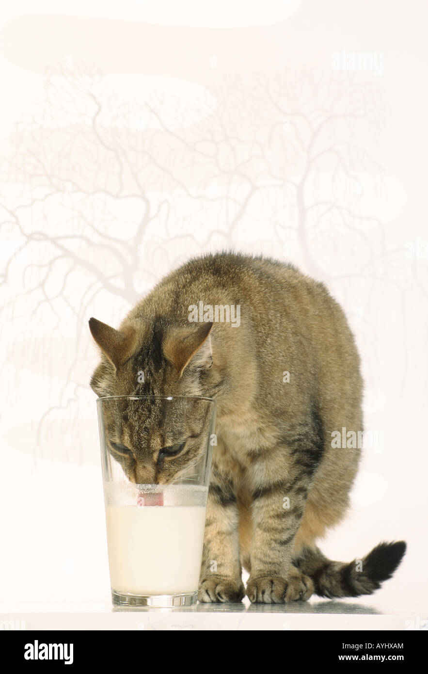 Cat drink milk hi-res stock photography and images - Alamy