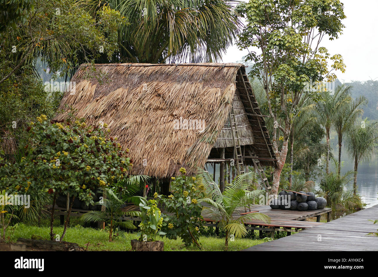 Kautschuk tree amazonas hi-res stock photography and images - Alamy