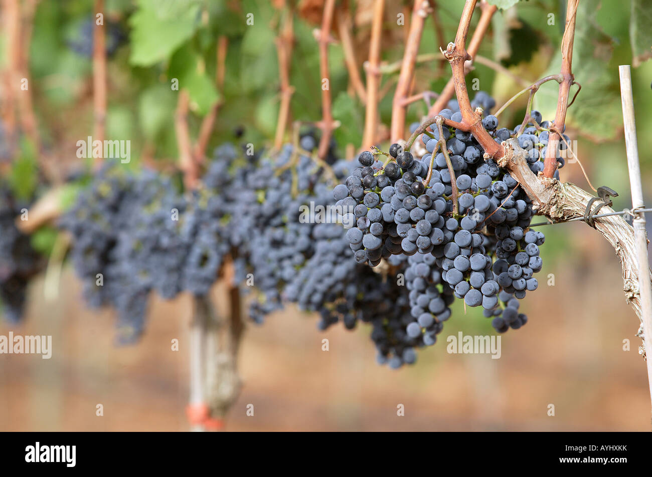 Wineries wine harvest grape majorca mallorca balearic hi-res stock photography and images - Alamy