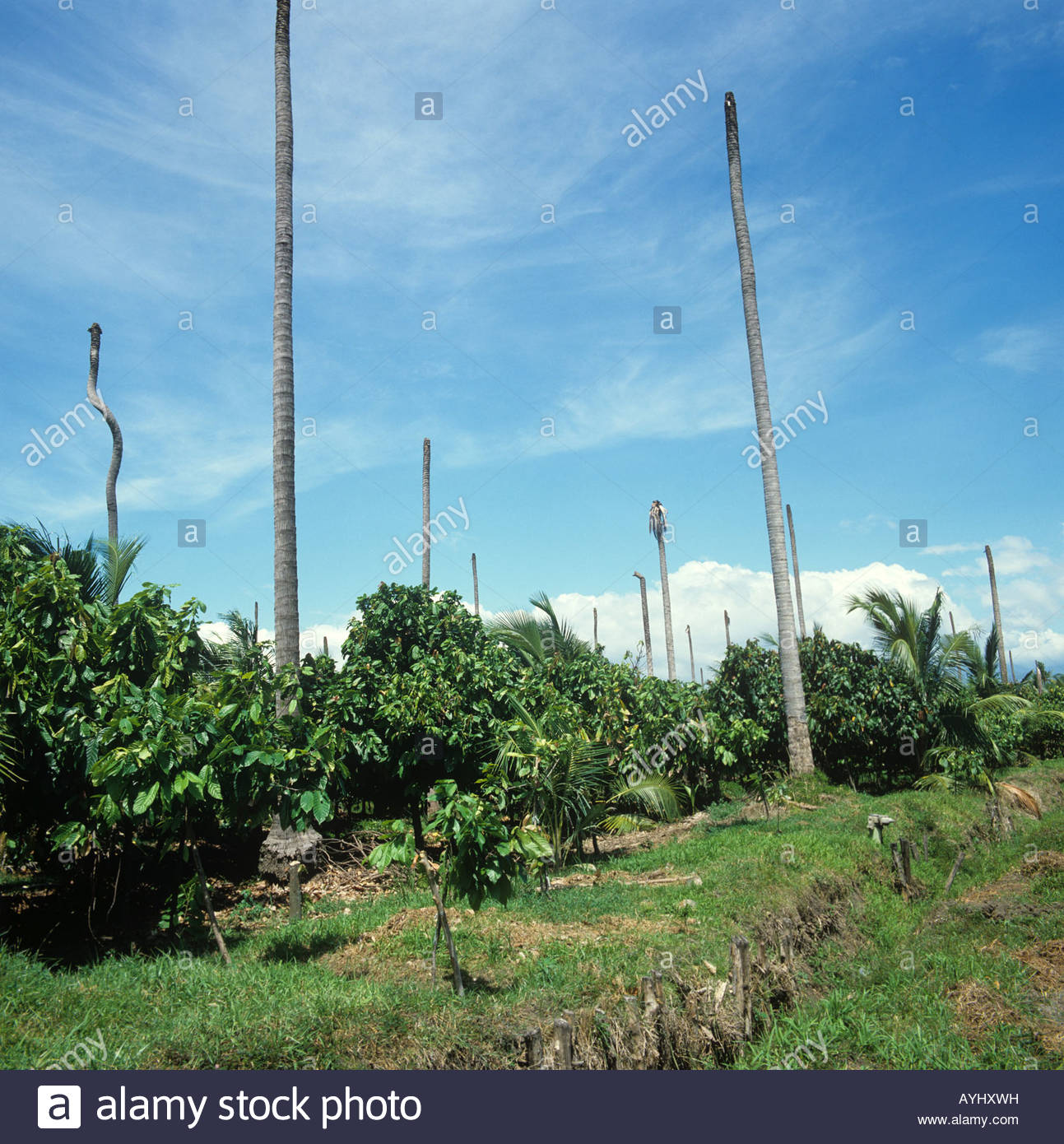 Coconut Tree Plantation Stock Photos & Coconut Tree Plantation Stock ...