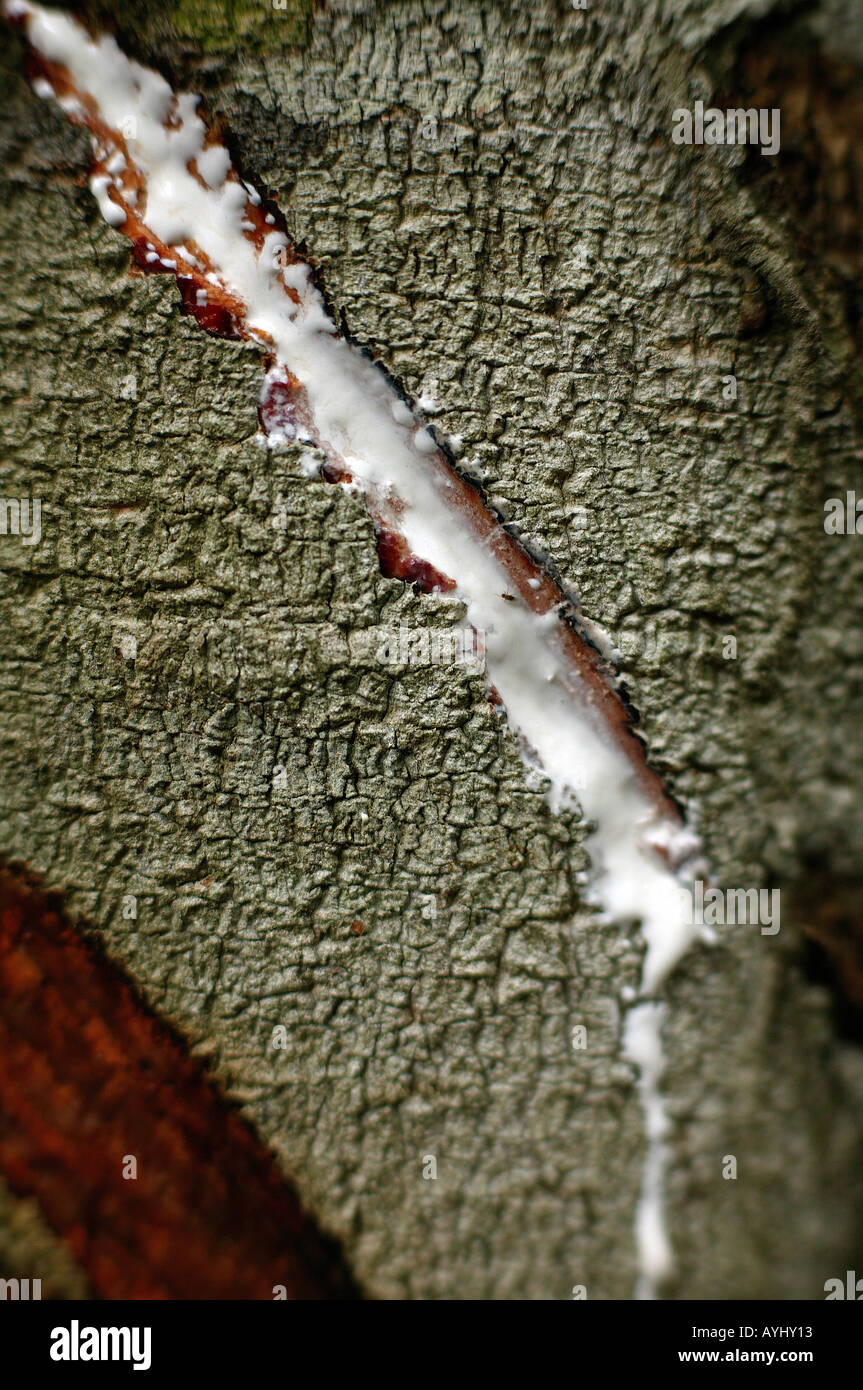 Kautschuk tree amazonas hi-res stock photography and images - Alamy