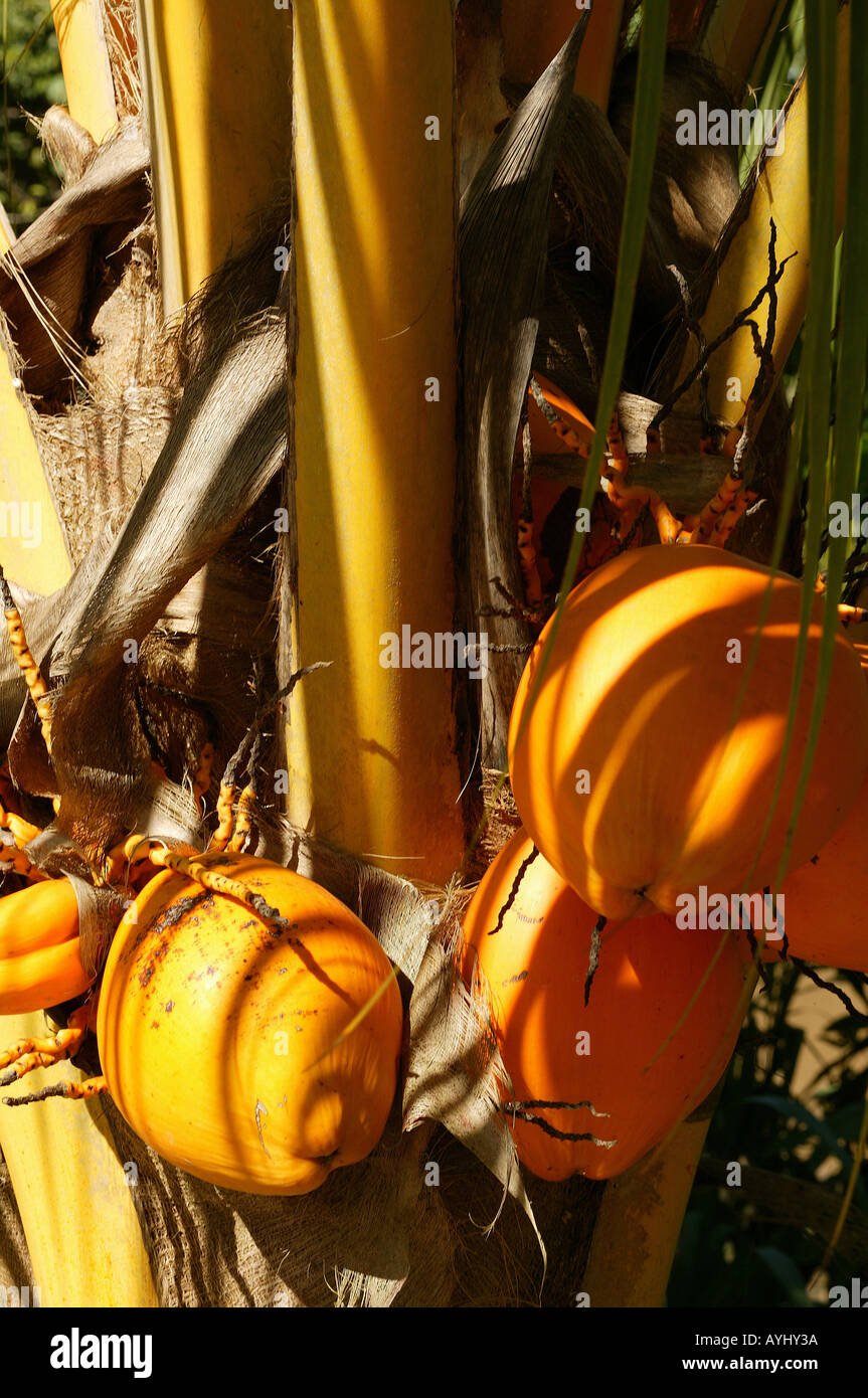 Exotic fruechte hi-res stock photography and images - Alamy