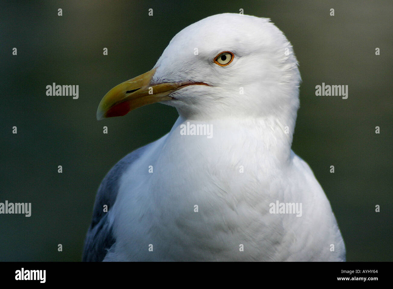 Moewe charadriiformes hi-res stock photography and images - Alamy