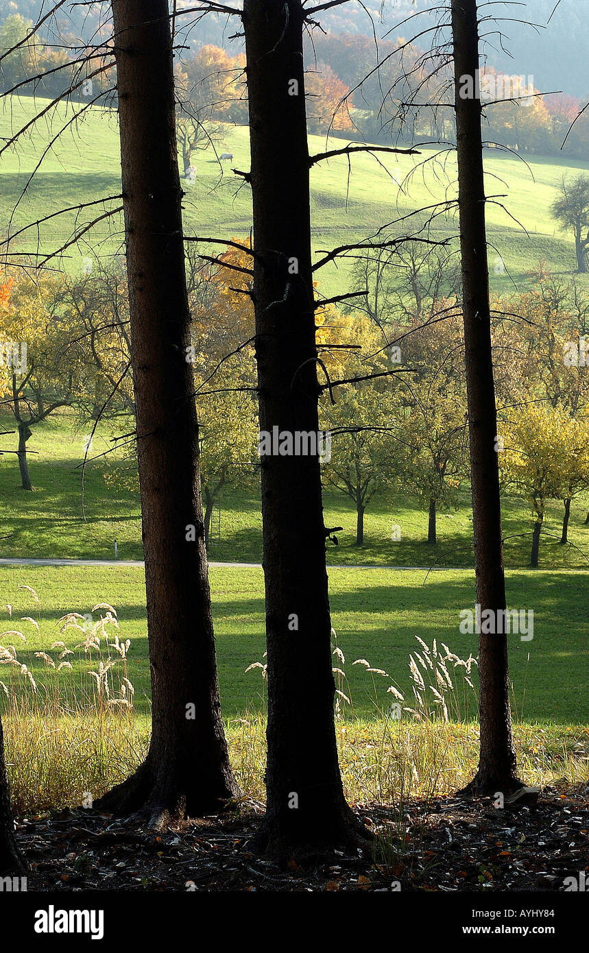 Wald und Wiesen Stock Photo - Alamy