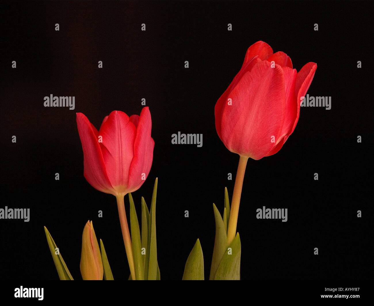 Zwei rote Tulpen Stock Photo - Alamy