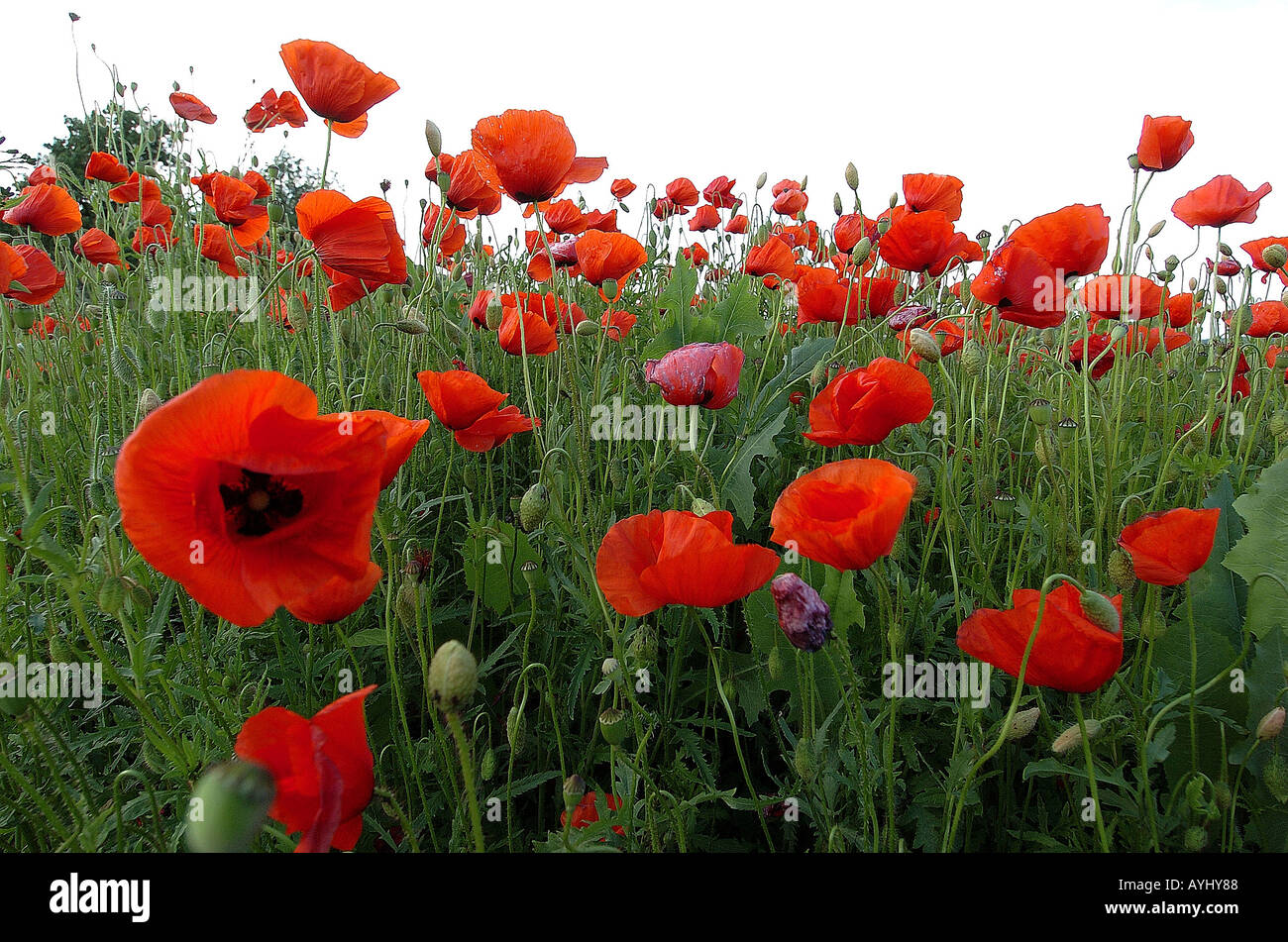 Mohn anbau hi-res stock photography and images - Alamy