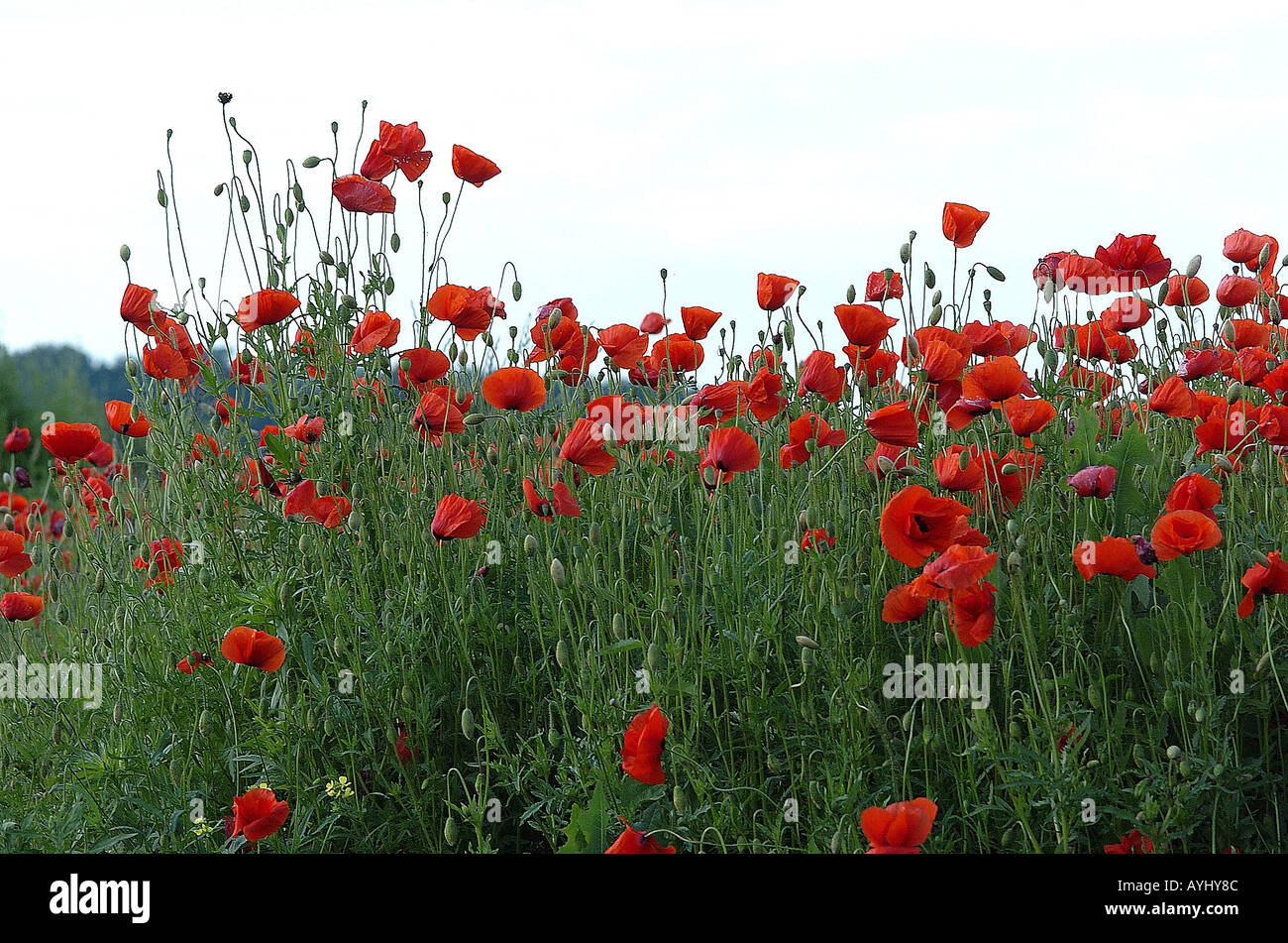 Mohnblumen blueten hi-res stock photography and images - Alamy