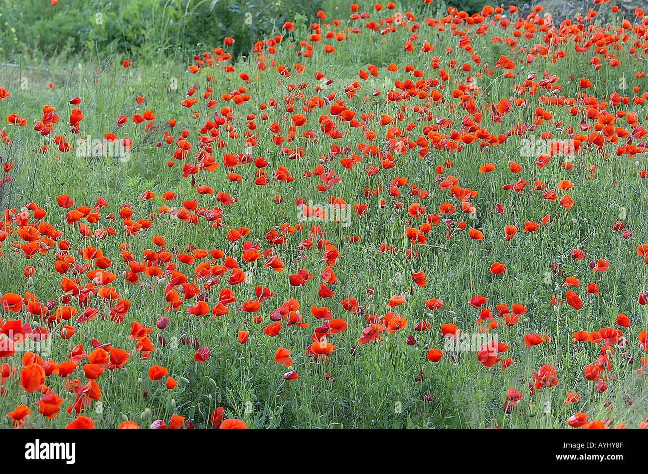 Mohnblumen blueten hi-res stock photography and images - Alamy