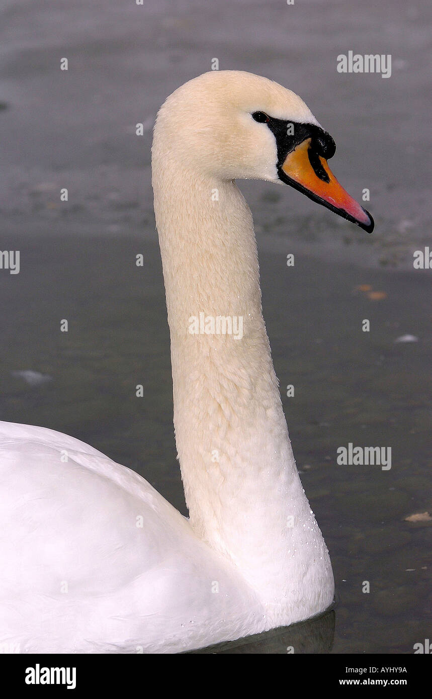 Schwan portrait hi-res stock photography and images - Alamy