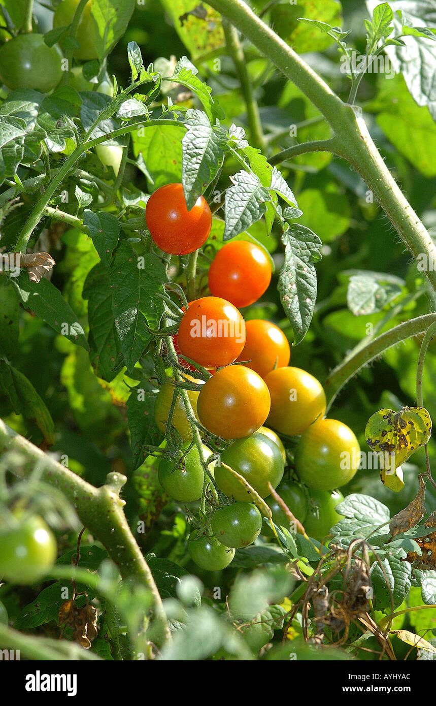 Strauch Tomate High Resolution Stock Photography and Images - Alamy