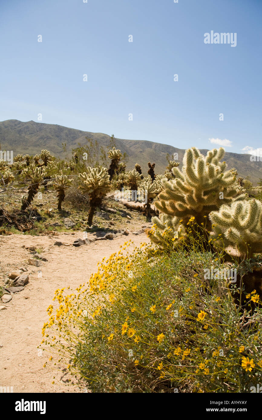 Joshua Tree National Park, California; detail of Cholla cactus skeleton ...