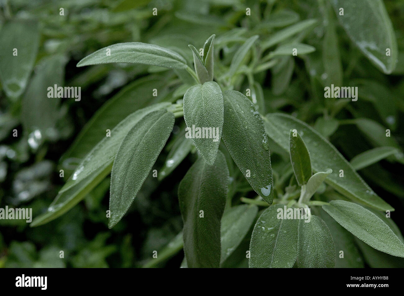Echter salbei hi-res stock photography and images - Alamy