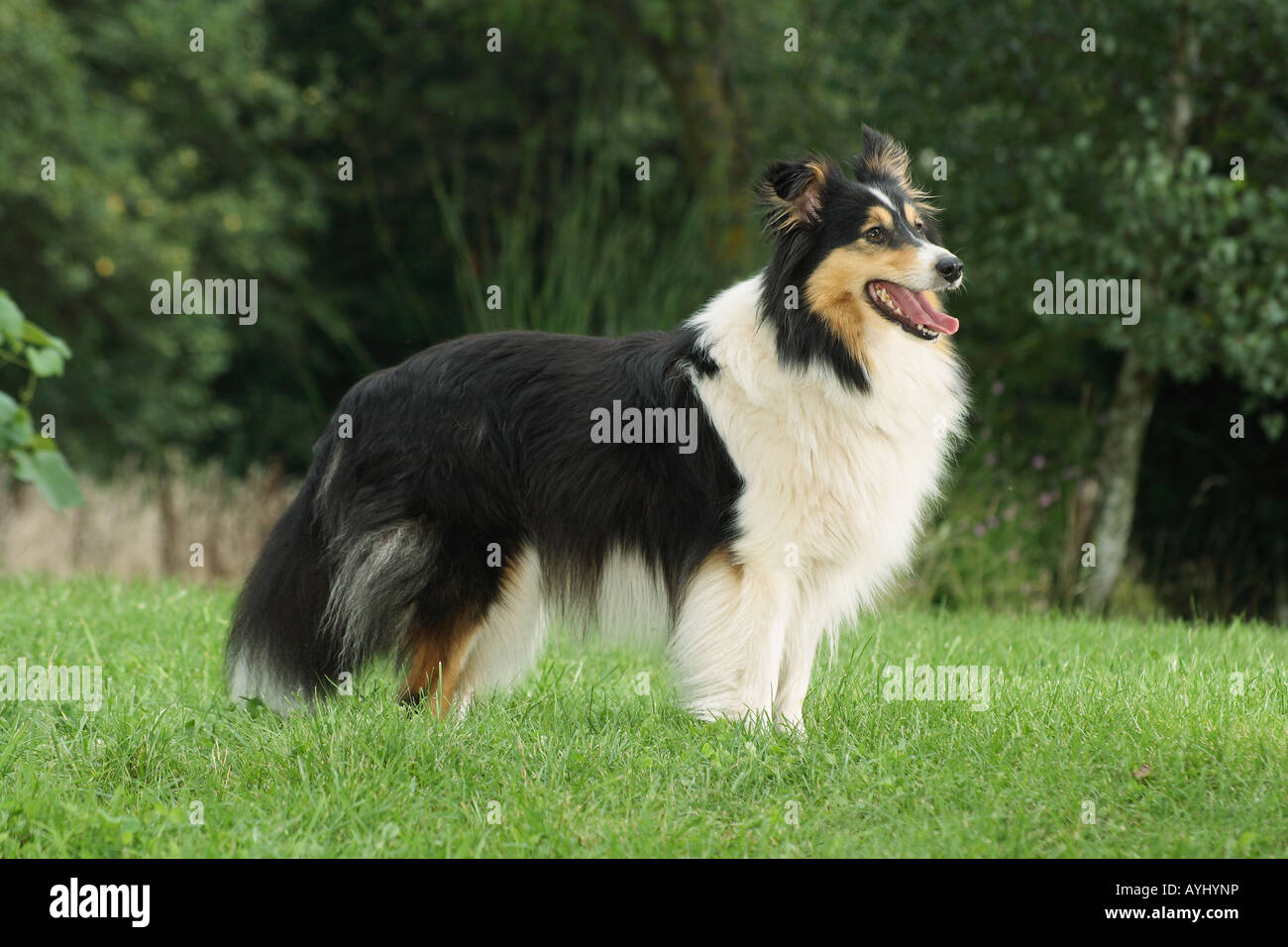 Shelties standing hi-res stock photography and images - Alamy