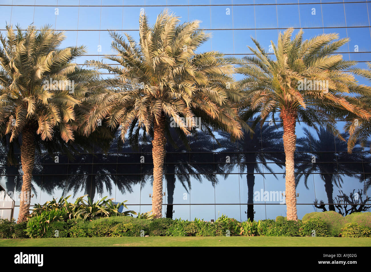United Arab Emirates Dubai Deira palm trees modern building Stock Photo ...
