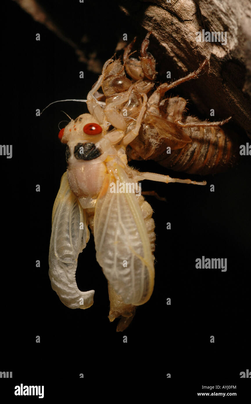 periodical cicada emerging Metamorphosis Stock Photo - Alamy