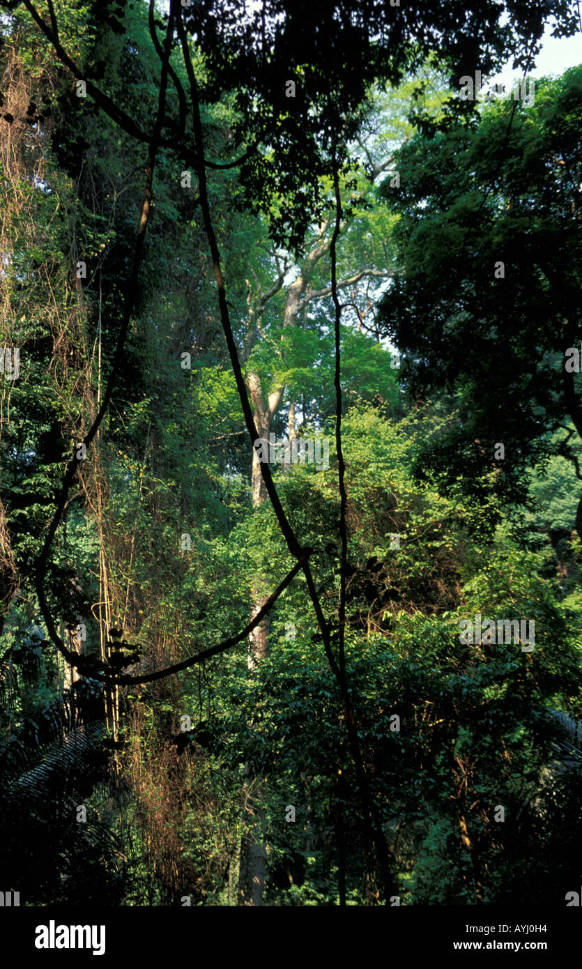Jungle of Tioman island Stock Photo - Alamy