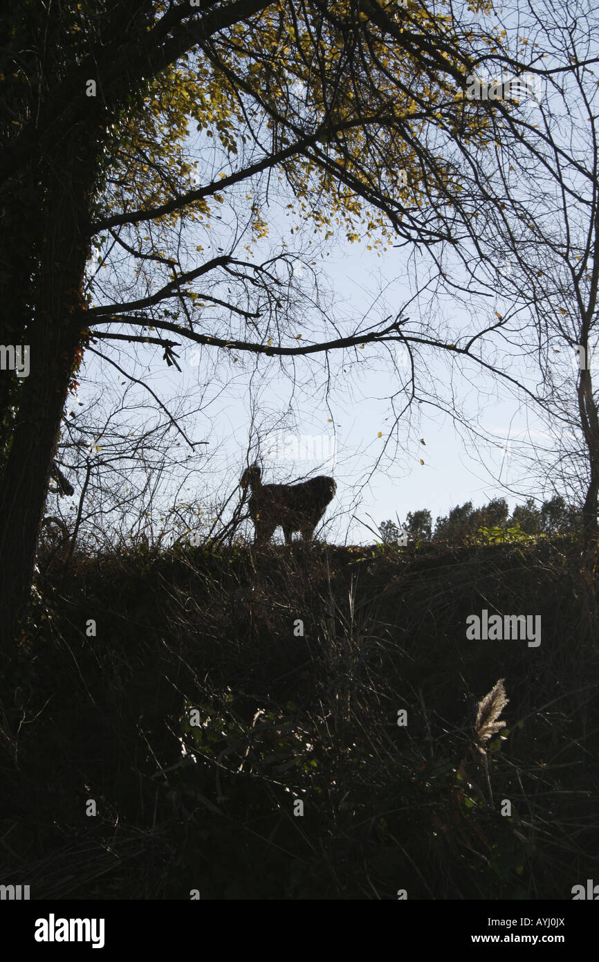 one black dog walk in countryside Stock Photo - Alamy