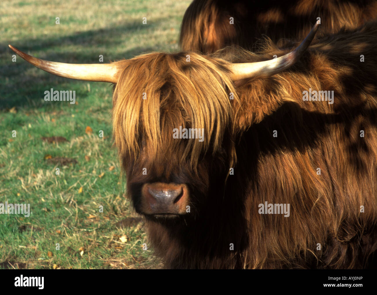 Placid cow hi-res stock photography and images - Alamy