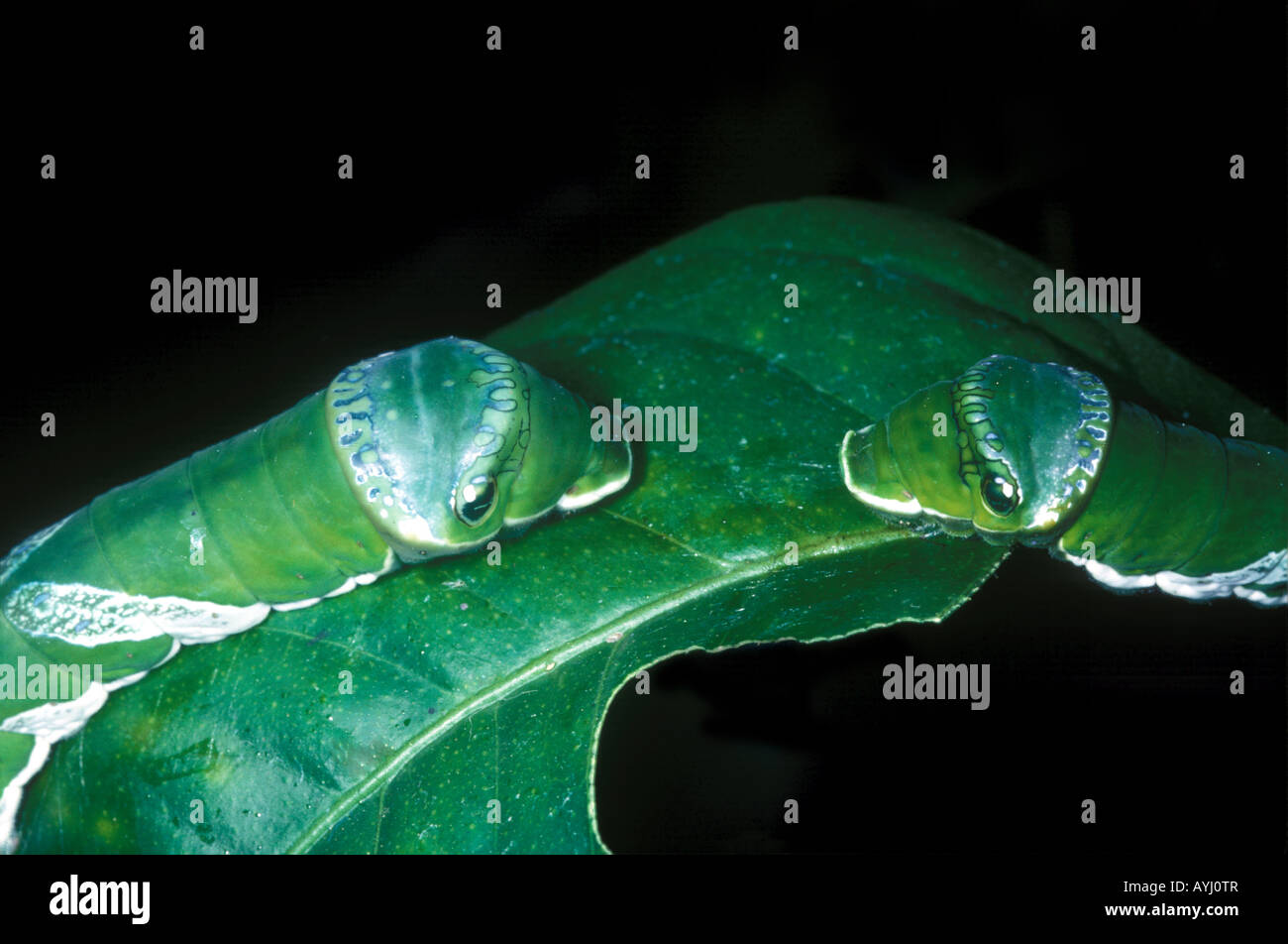 Tiger swallowtail caterpillar hi-res stock photography and images - Alamy