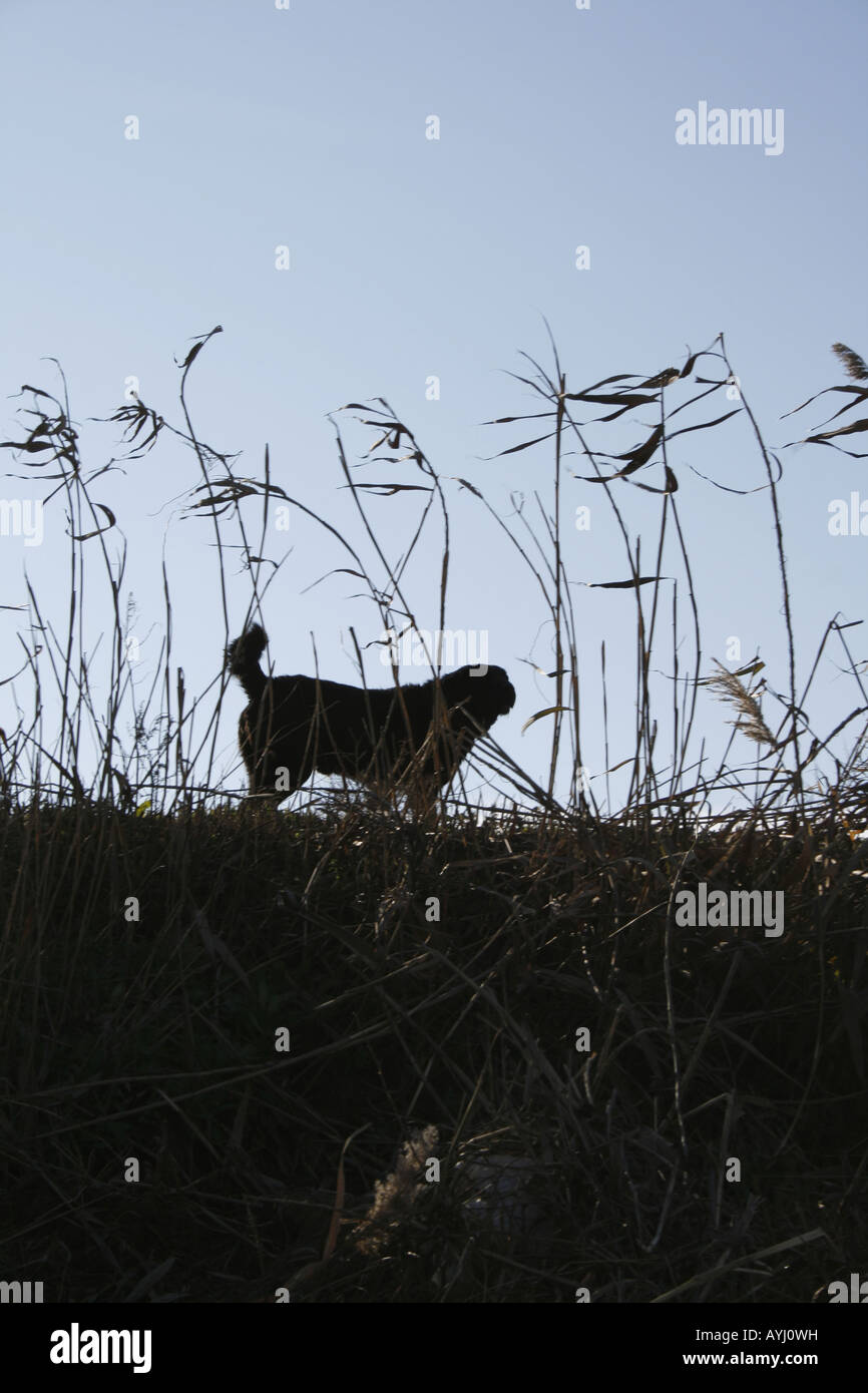 one black dog walk in countryside Stock Photo - Alamy