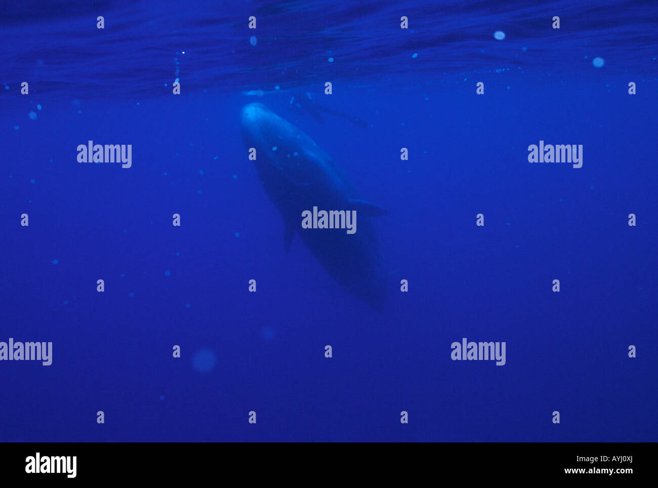 Diver next to a sperm whale (Physeter catodon), The Azores Stock Photo - Alamy