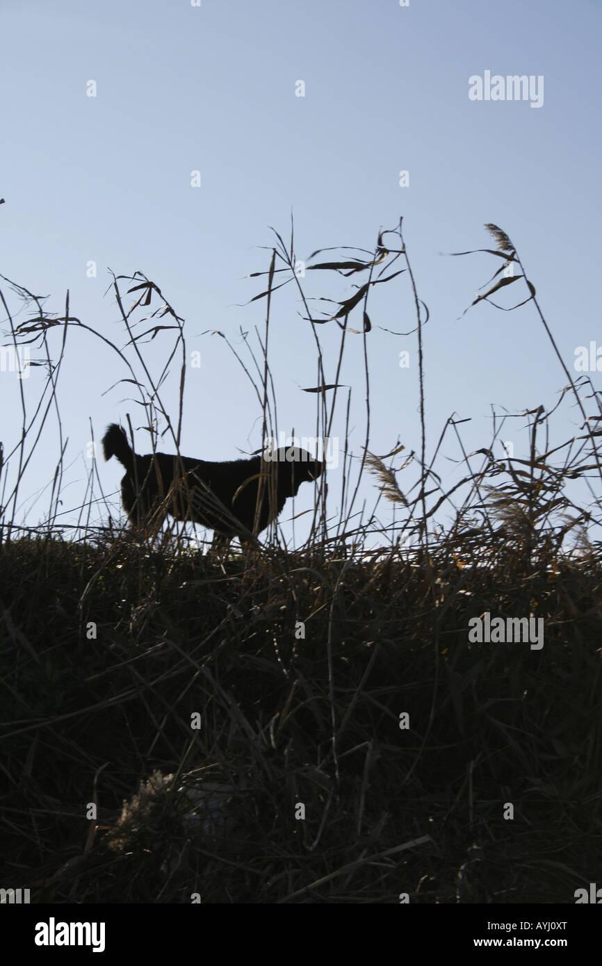 one black dog walk in countryside Stock Photo - Alamy