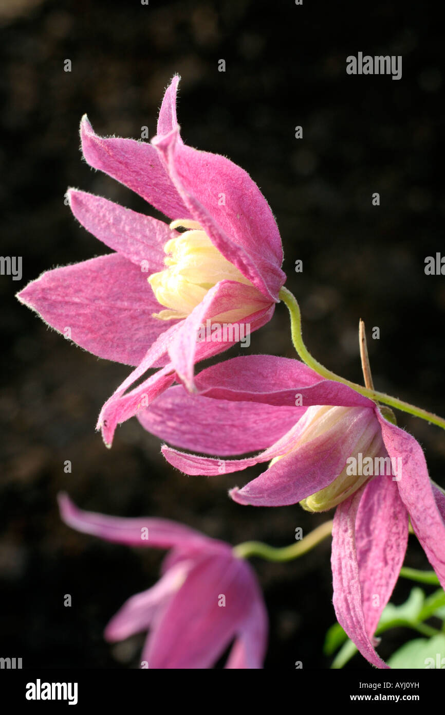 Clematis constance hi-res stock photography and images - Alamy