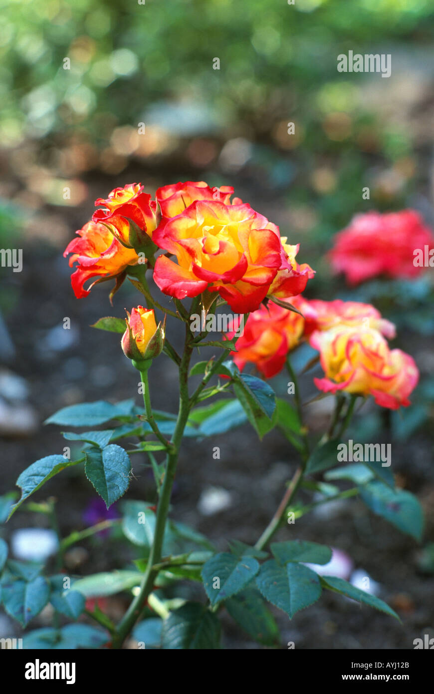 Rosa red star hi-res stock photography and images - Alamy