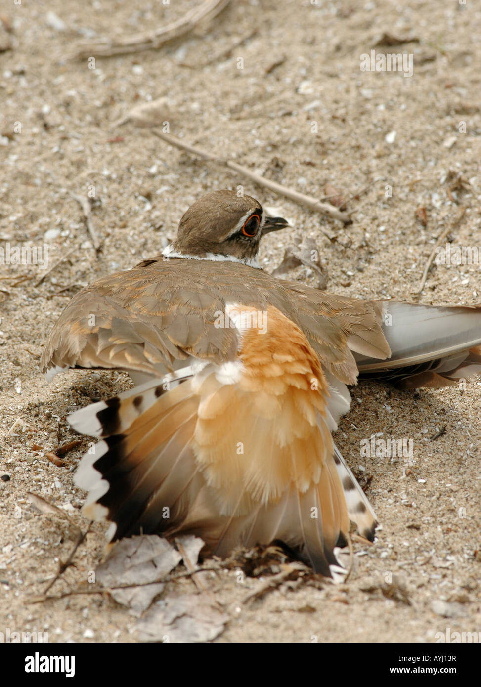 Broken wing hi-res stock photography and images - Alamy