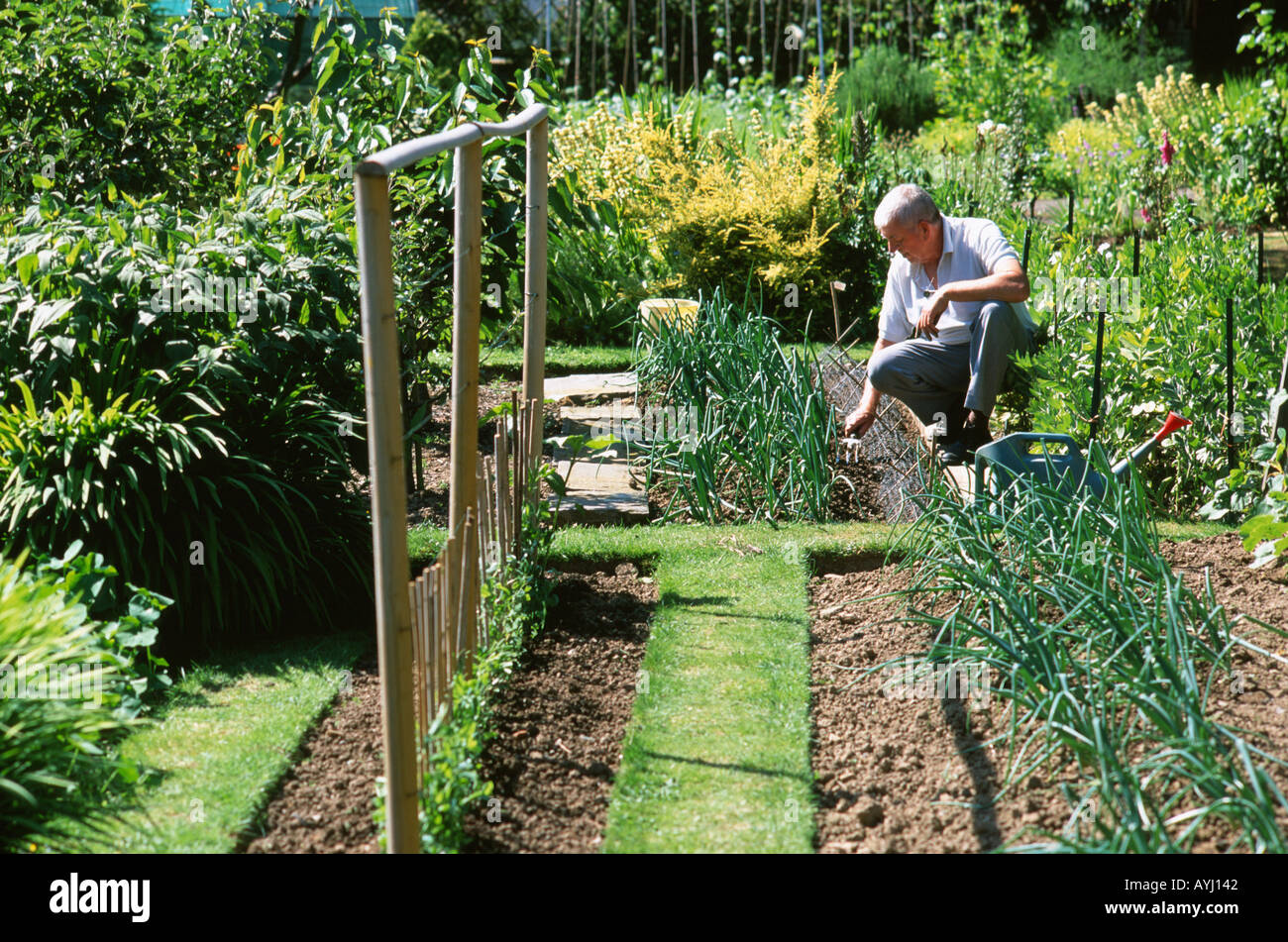 Retired man weeding amongst onions in his immaculately kept Allotment ...
