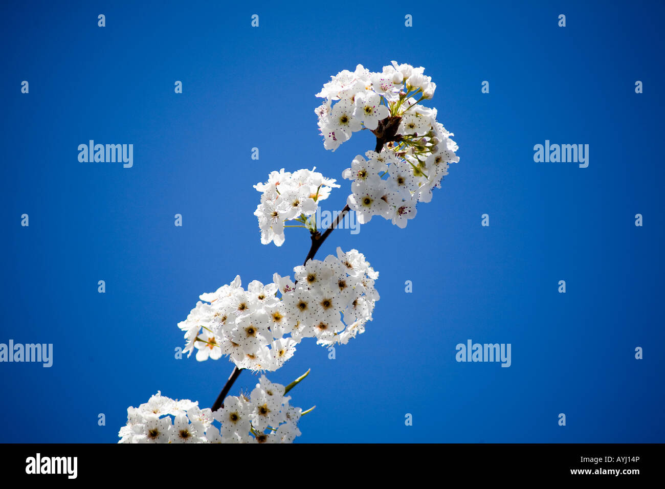 Pyrus Calleryana, Aristocrat Pear tree flowering buds isolated against ...