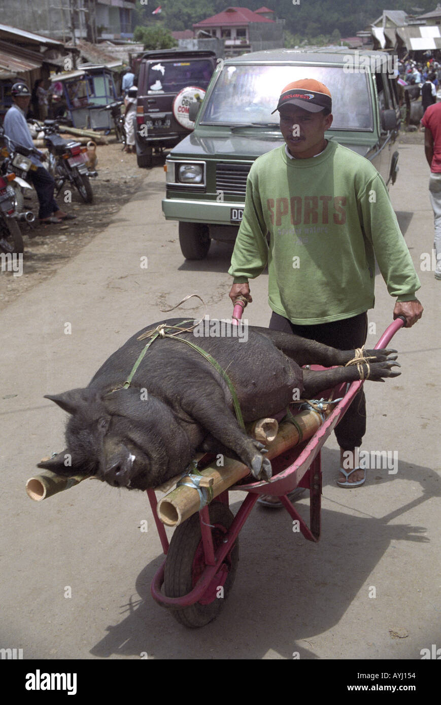 pig in wheel barrow Stock Photo - Alamy