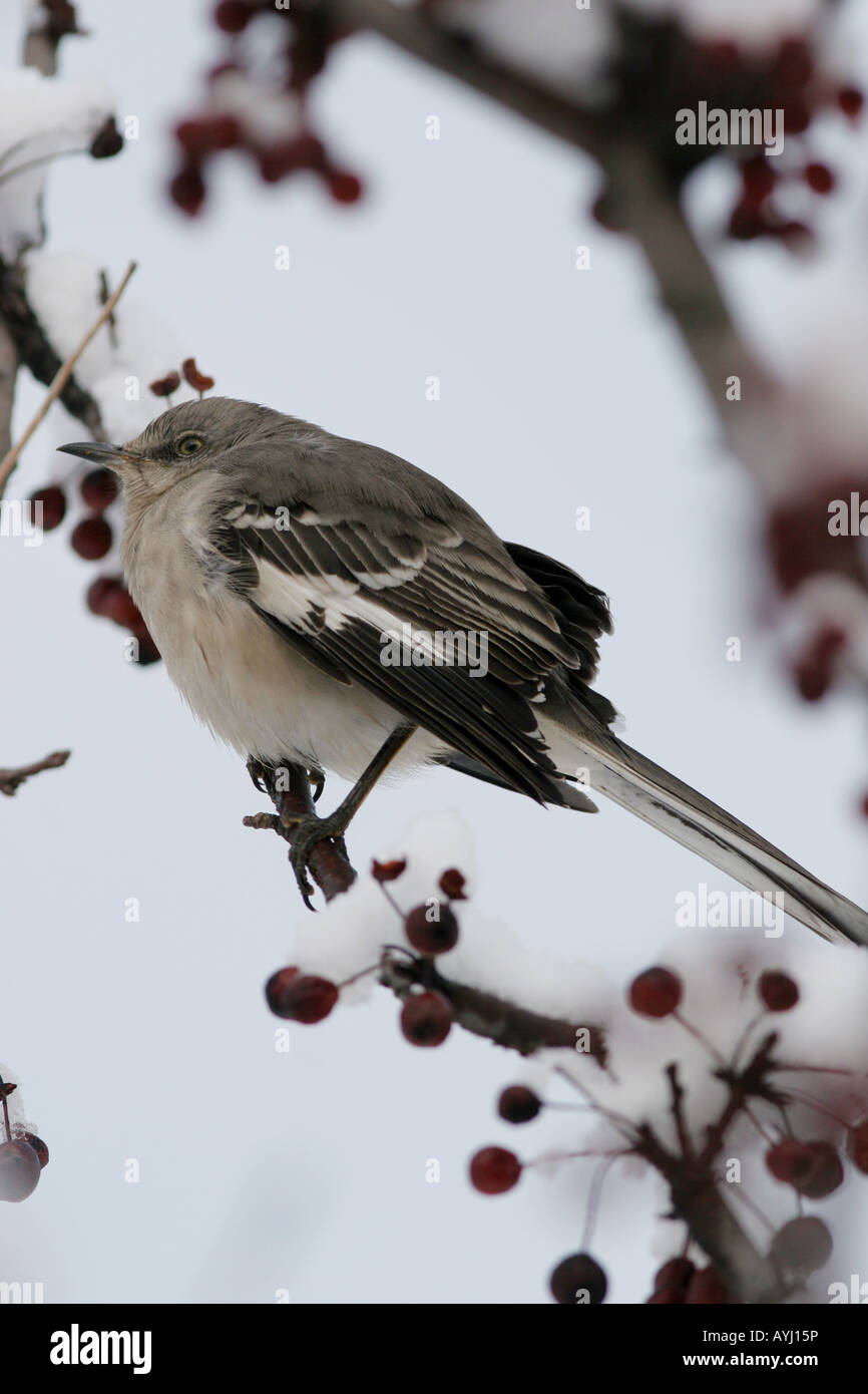 Snow berries bird hi-res stock photography and images - Alamy