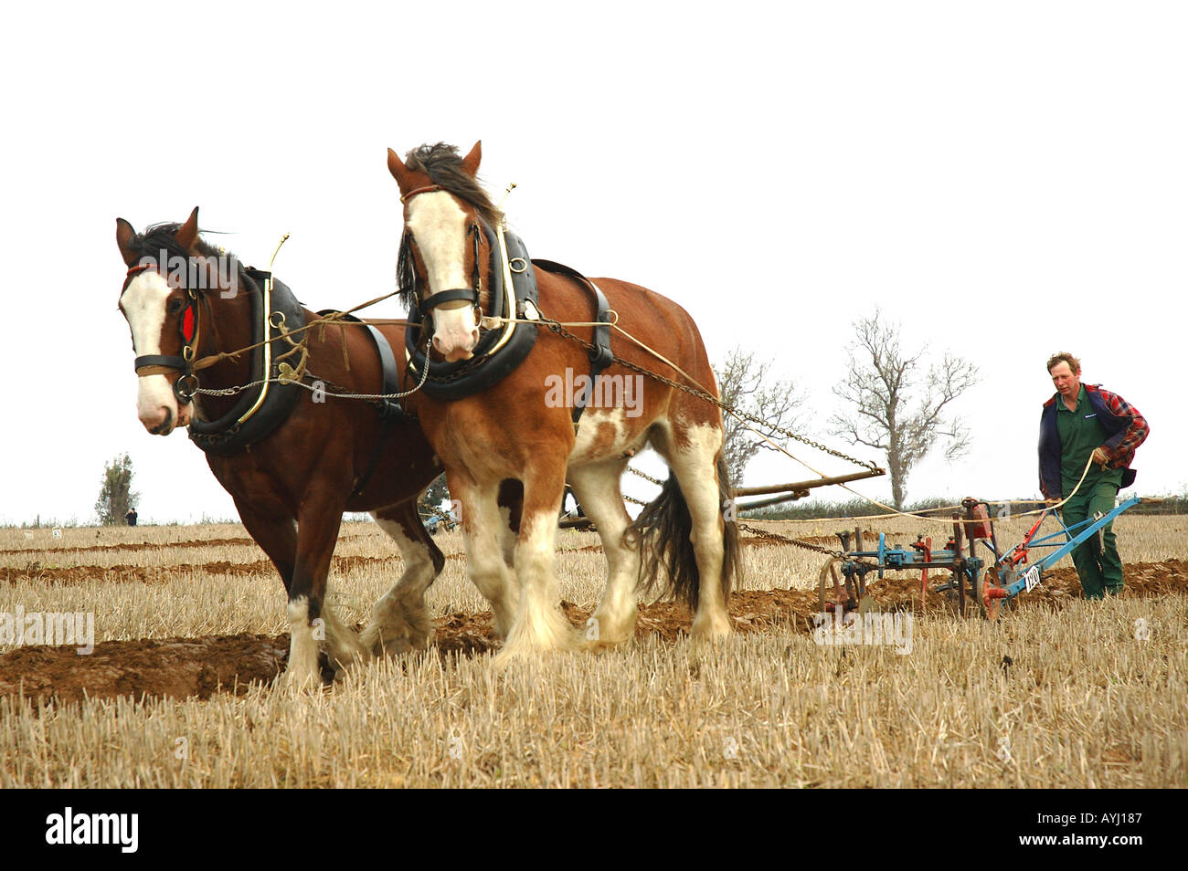 TRADITIONAL HORSE PLOUGHING MATCH Stock Photo - Alamy