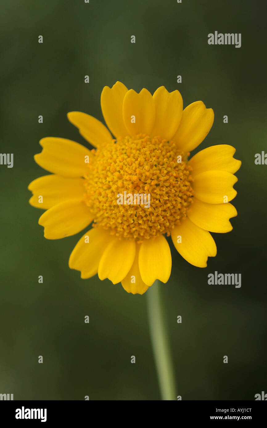Corn marigold flower Stock Photo - Alamy