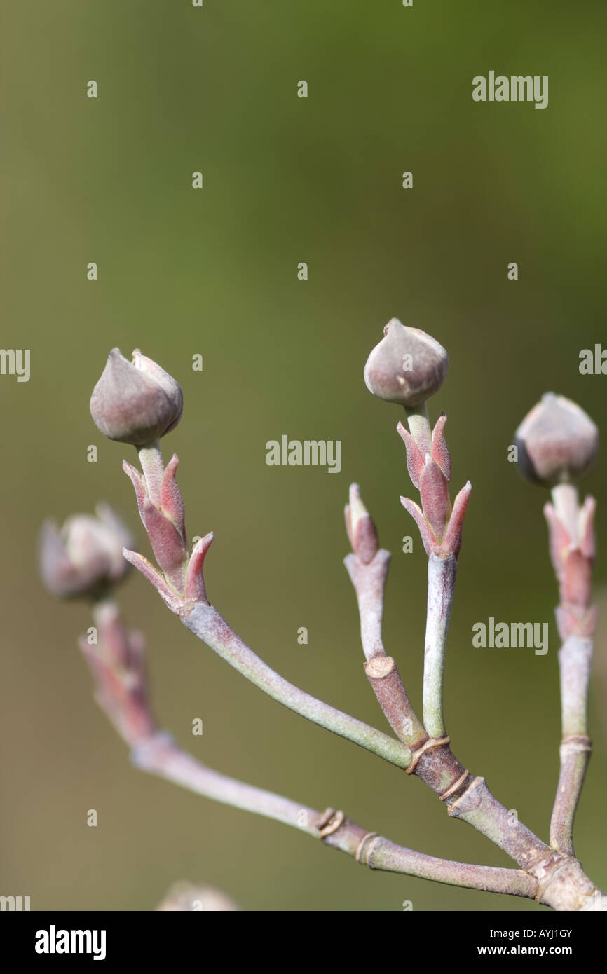 Closed buds of a flowering dogwood, cornus florida, scrub seen sideways ...
