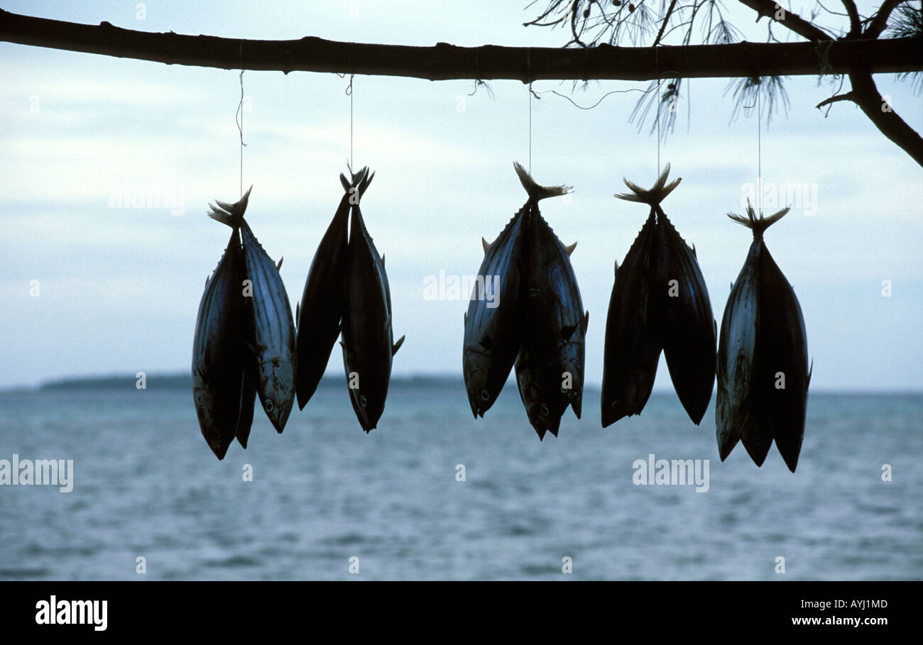 Tonga fish drying in the wind Stock Photo - Alamy